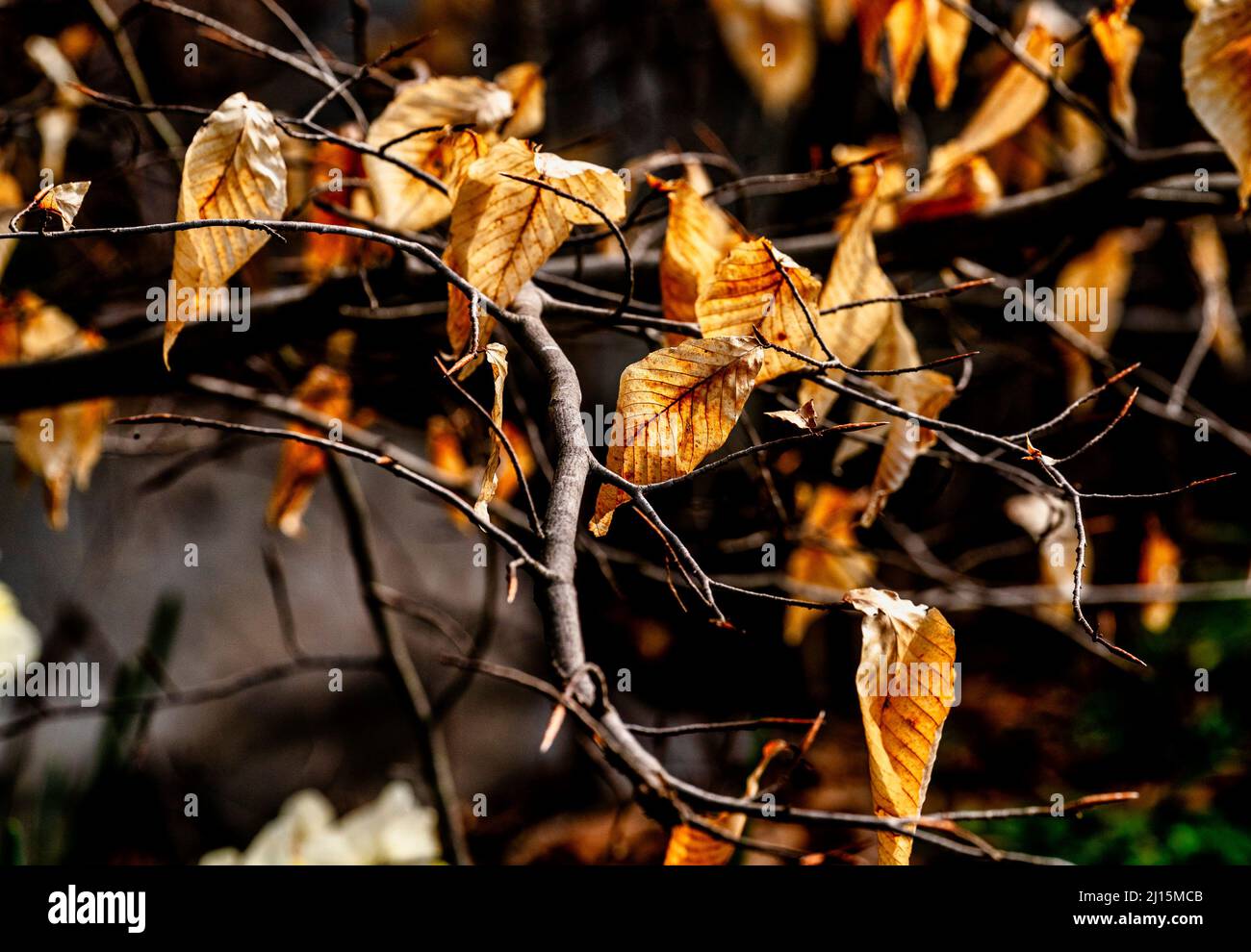 Golden leaves on a tree hi-res stock photography and images - Alamy
