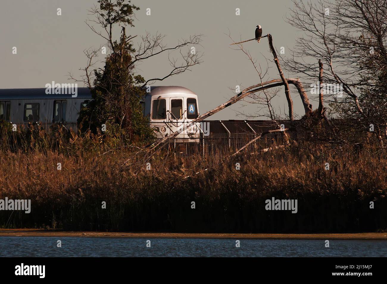 Bald eagle watching passing A-train at East pond, Jamaica Bay National ...