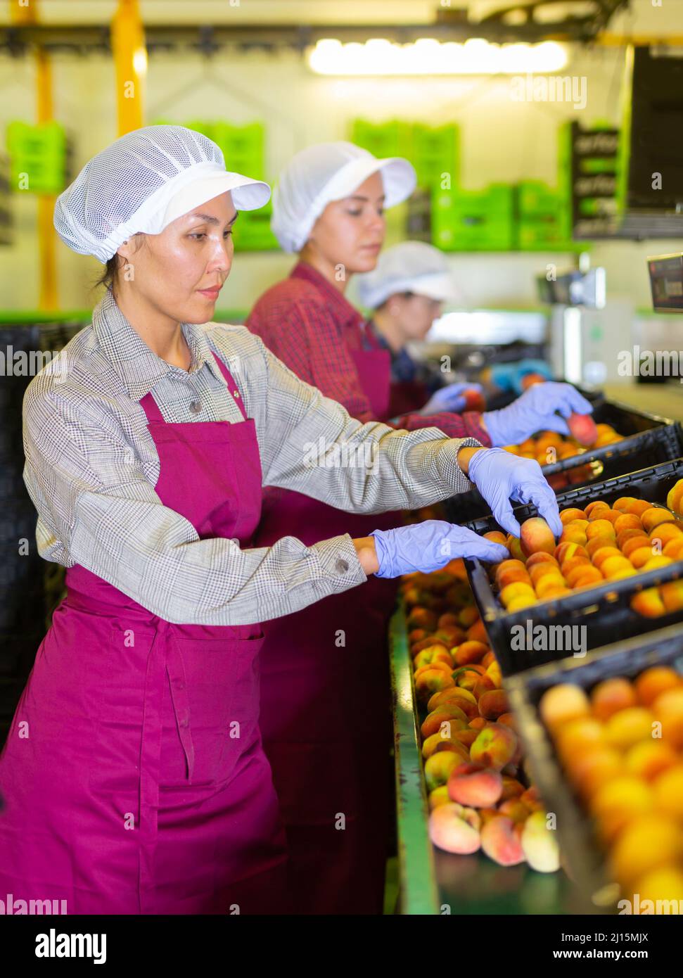Hired farm worker checks and sorts peaches in warehouse Stock Photo - Alamy
