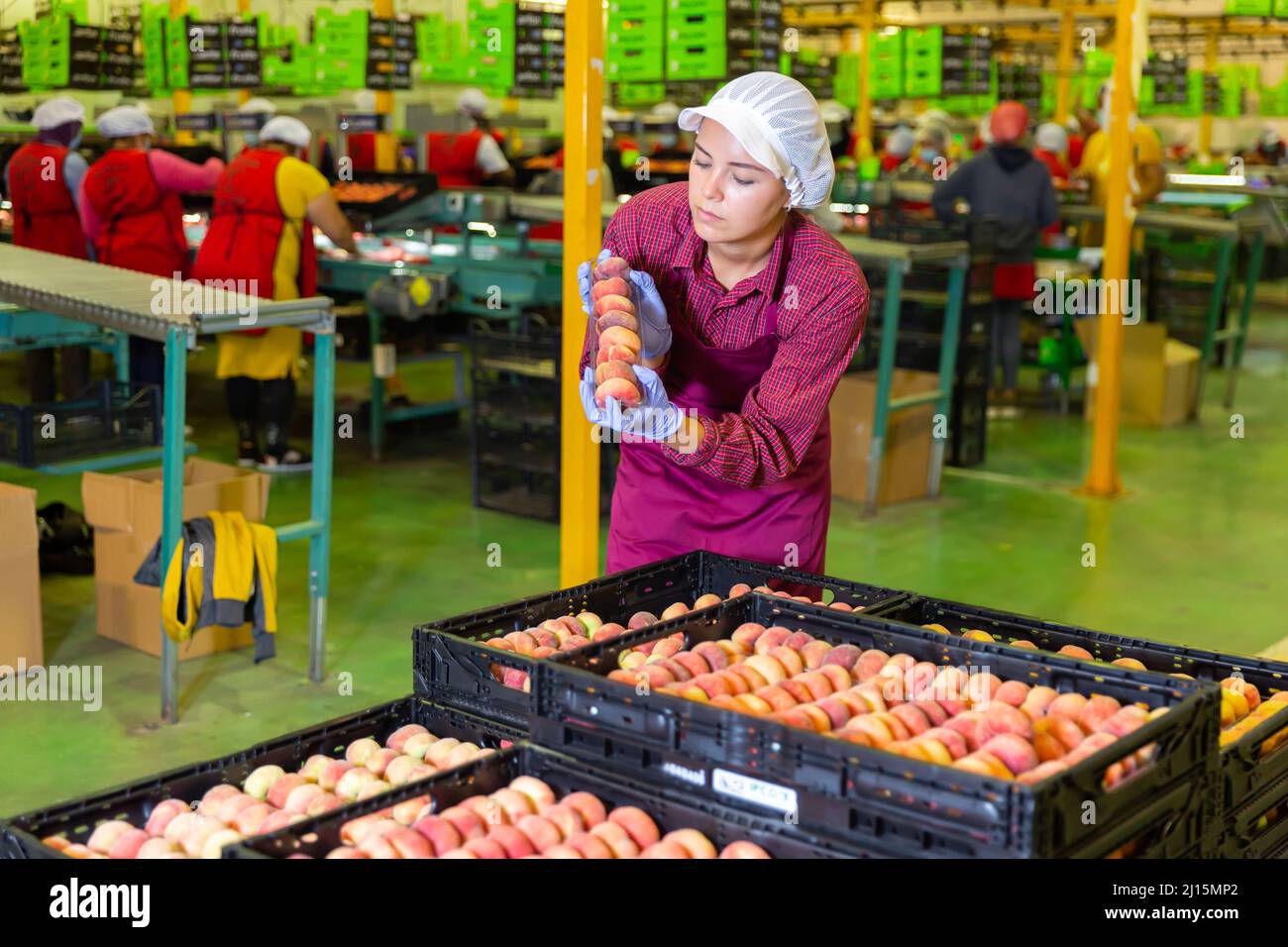 European female employee working Stock Photo - Alamy