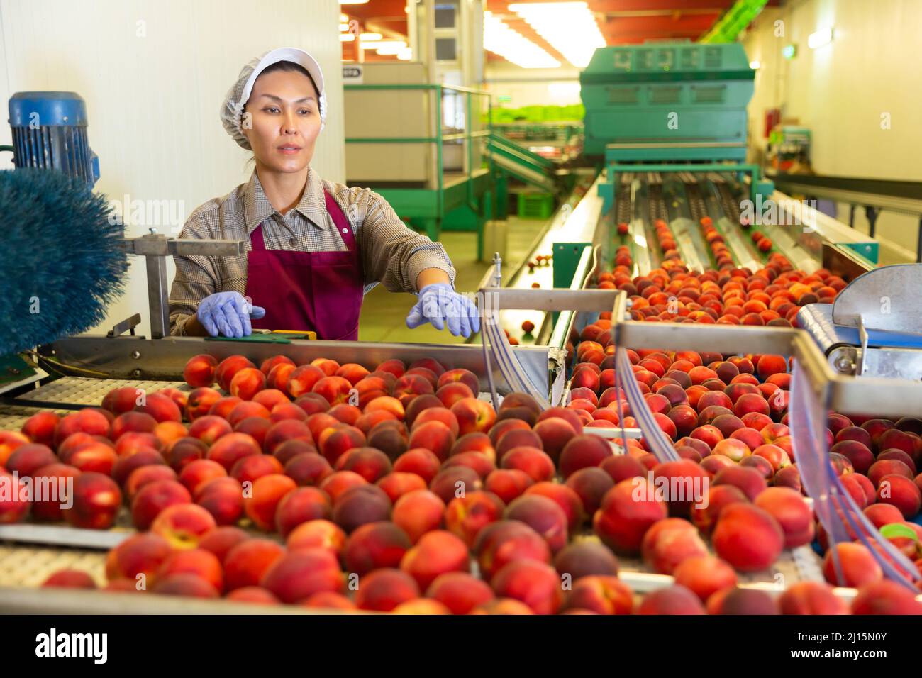 Woman working on producing sorting line at fruit warehouse Stock Photo ...