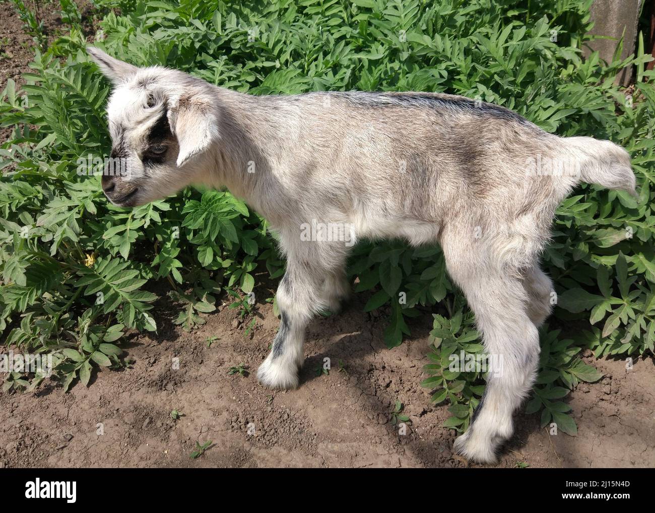 With cub on meadow hi-res stock photography and images - Alamy