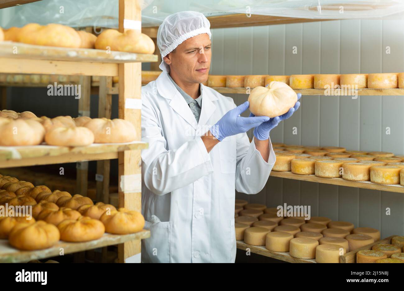 Cheese maker controlling maturing process of cheese wheels Stock Photo ...