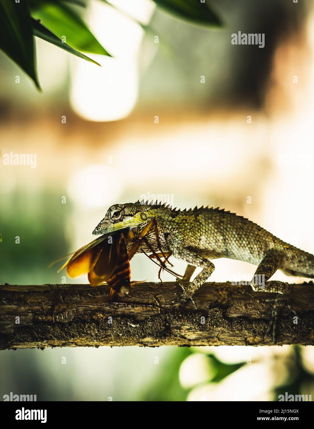 VERTICAL Macro close-up photo captures moment big gray lizard eat ...