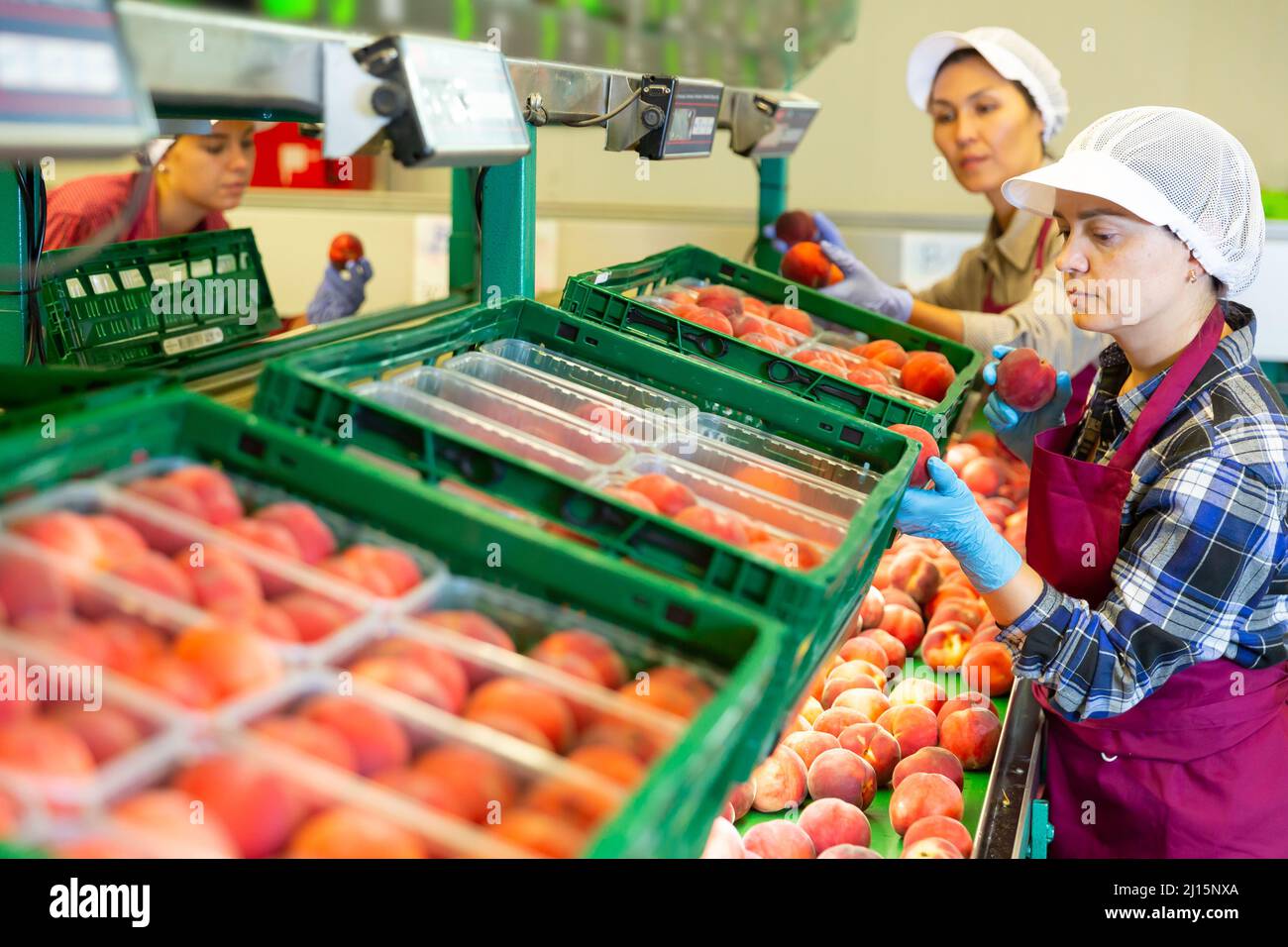 Three women working in sorting room Stock Photo - Alamy