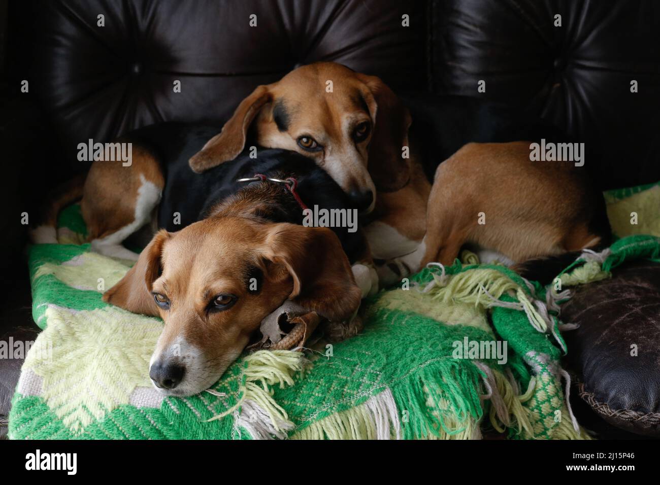 tokyo, japan, 2022/11/03 , The beagle is a breed of small scent hound ...