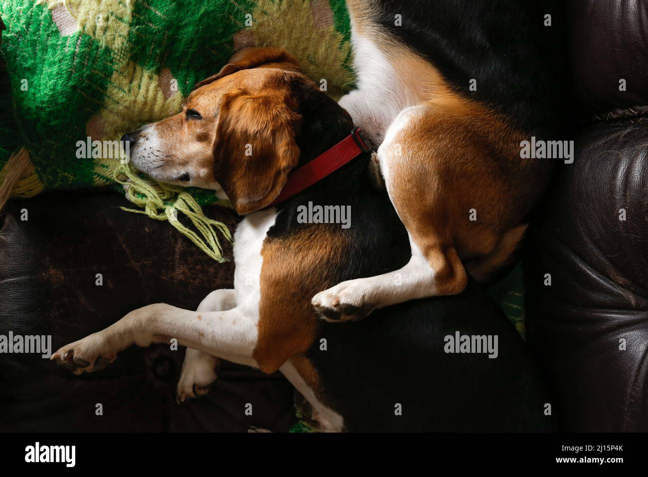 tokyo, japan, 2022/11/03 , The beagle is a breed of small scent hound ...