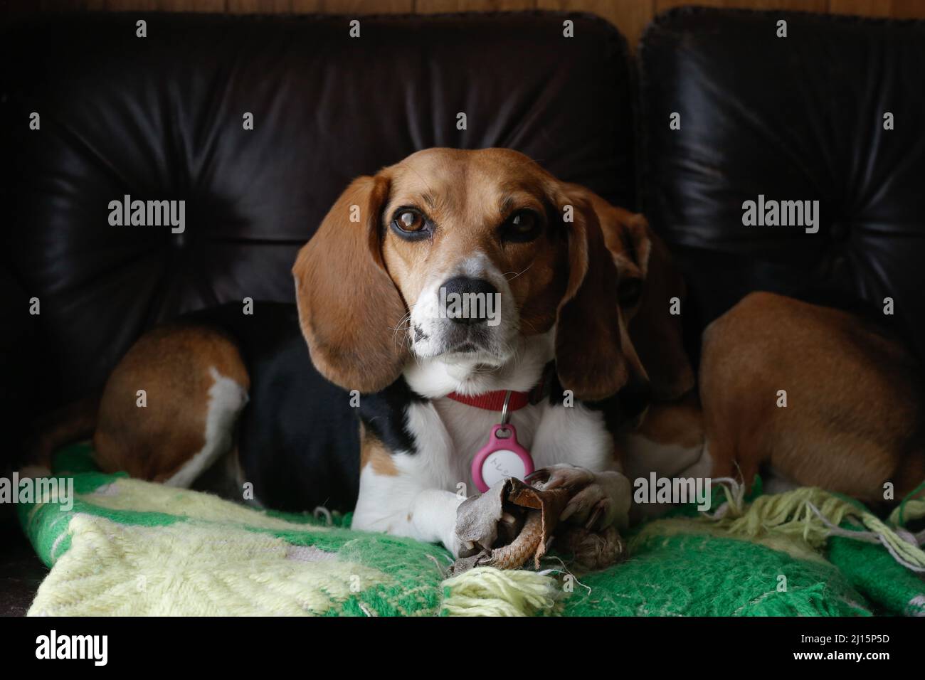 cute beagle dog on a couch Stock Photo - Alamy