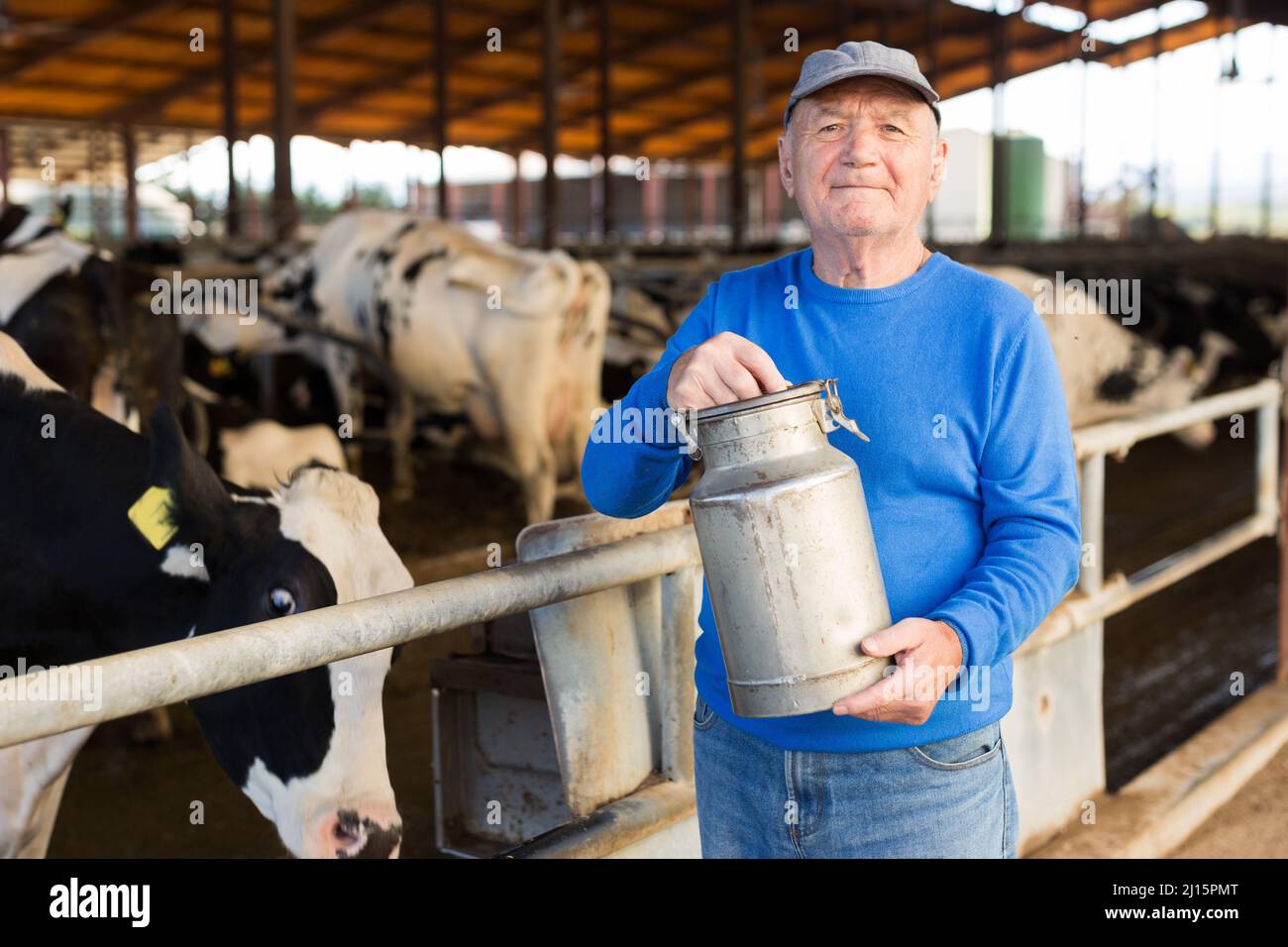 Elderly farmer carrying milk can in stall with cows Stock Photo - Alamy