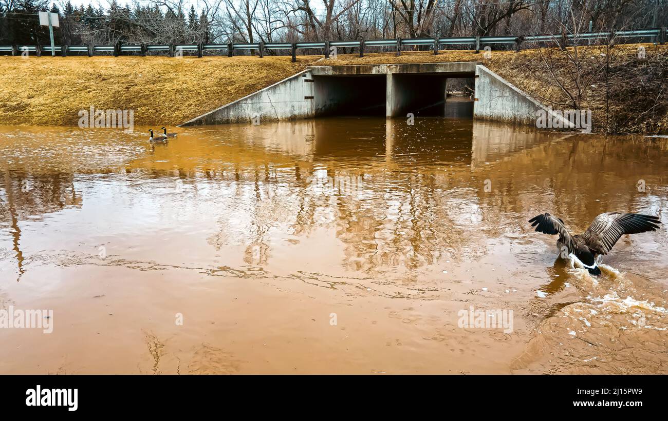 Spring is melting the snow causes river to overflow. Birds are out ...