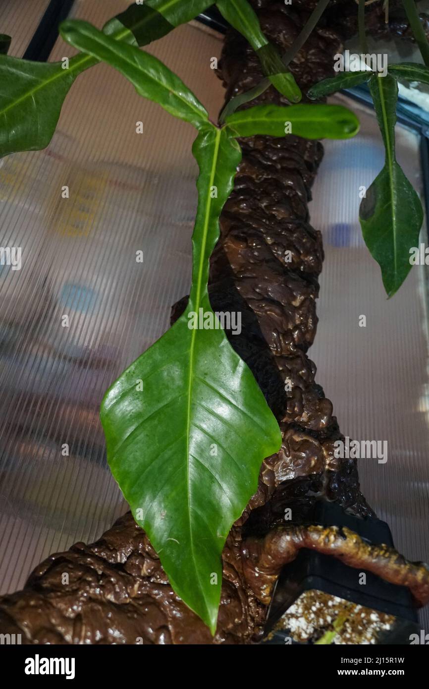 A unique lobed and green leaf of Philodendron Joepii, a rare tropical ...