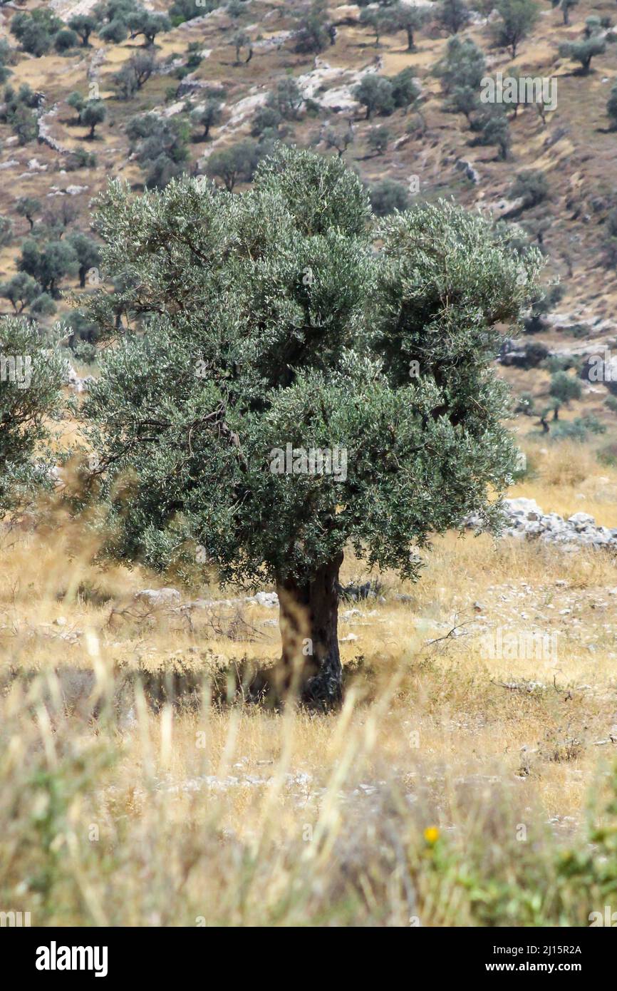 An olive tree growing near Jerusalem, Israel Stock Photo - Alamy