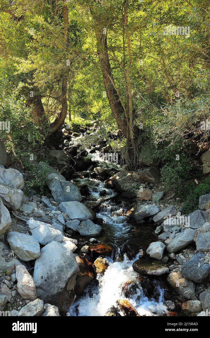 A small mountain stream in rocky banks flows through the morning forest ...