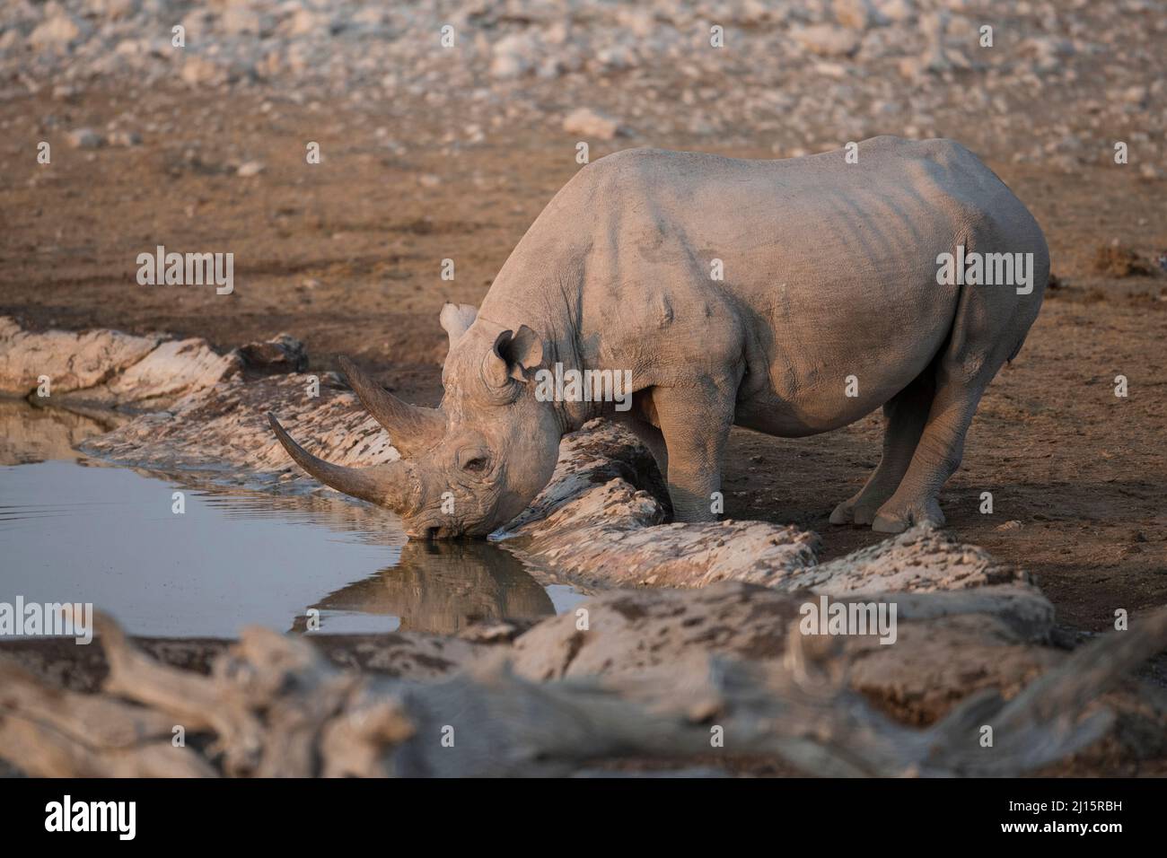 Black rhino drinking Stock Photo - Alamy