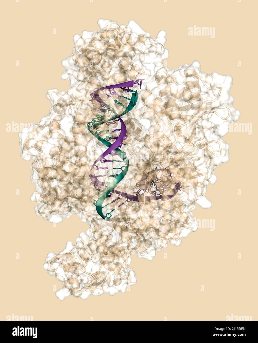 CRISPR Cas12a protein complexed to guide RNA and target DNA Stock Photo ...