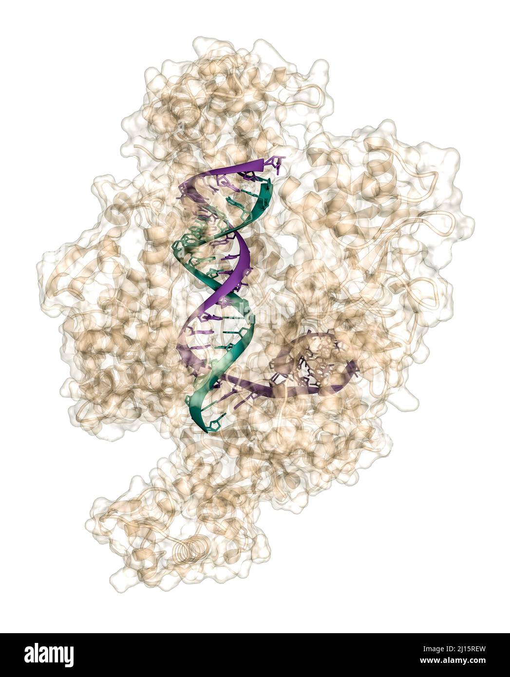 CRISPR Cas12a protein complexed to guide RNA and target DNA Stock Photo ...