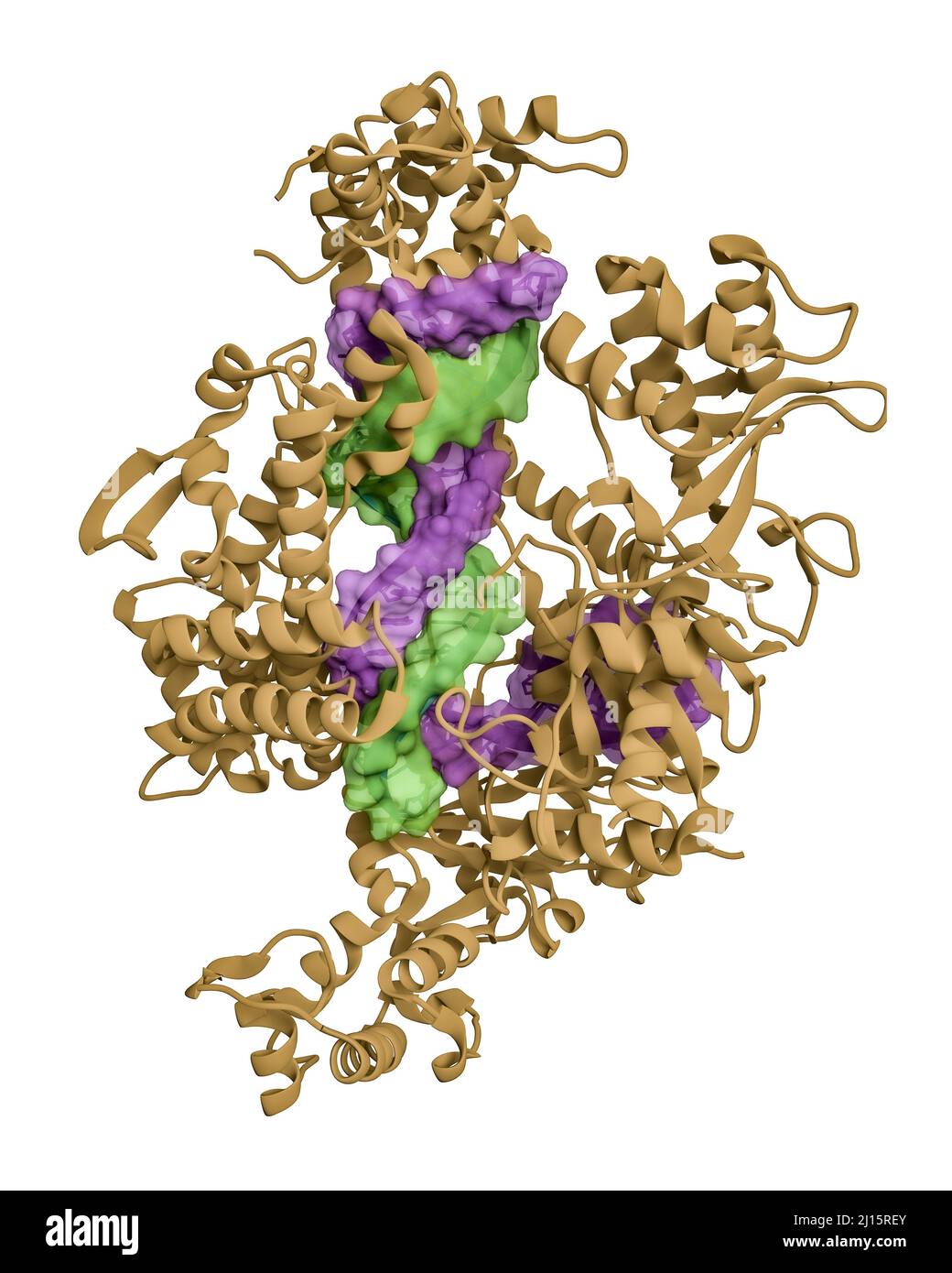 CRISPR Cas12a protein complexed to guide RNA and target DNA Stock Photo ...