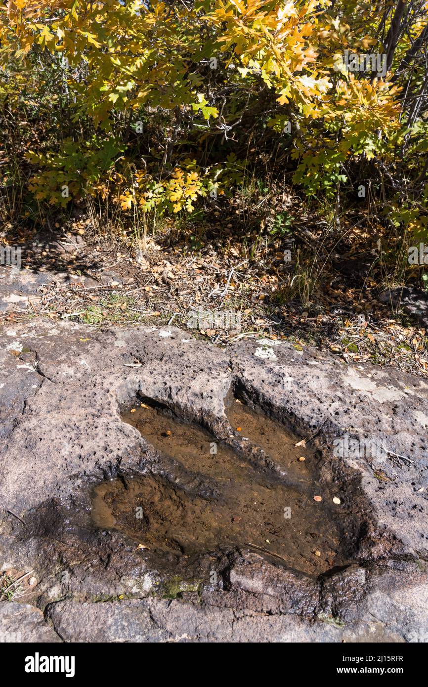 Three-toed dinosaur track filled with rain water Stock Photo - Alamy