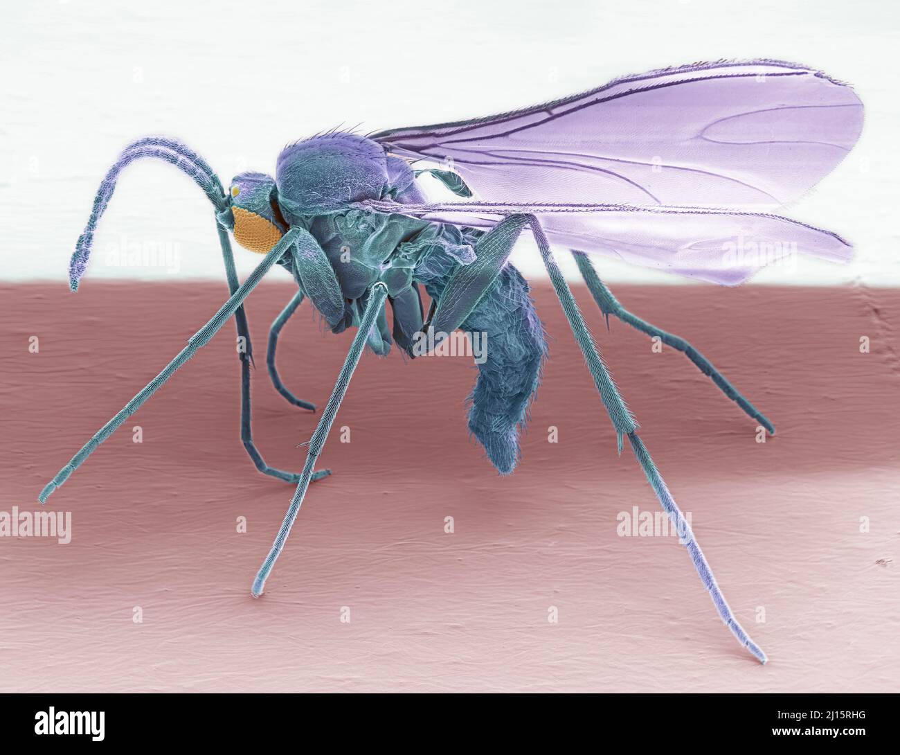 Fungus gnat, SEM Stock Photo - Alamy