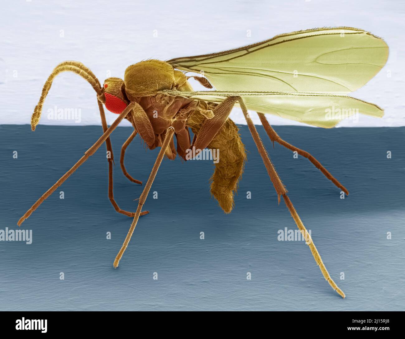Fungus gnat, SEM Stock Photo - Alamy