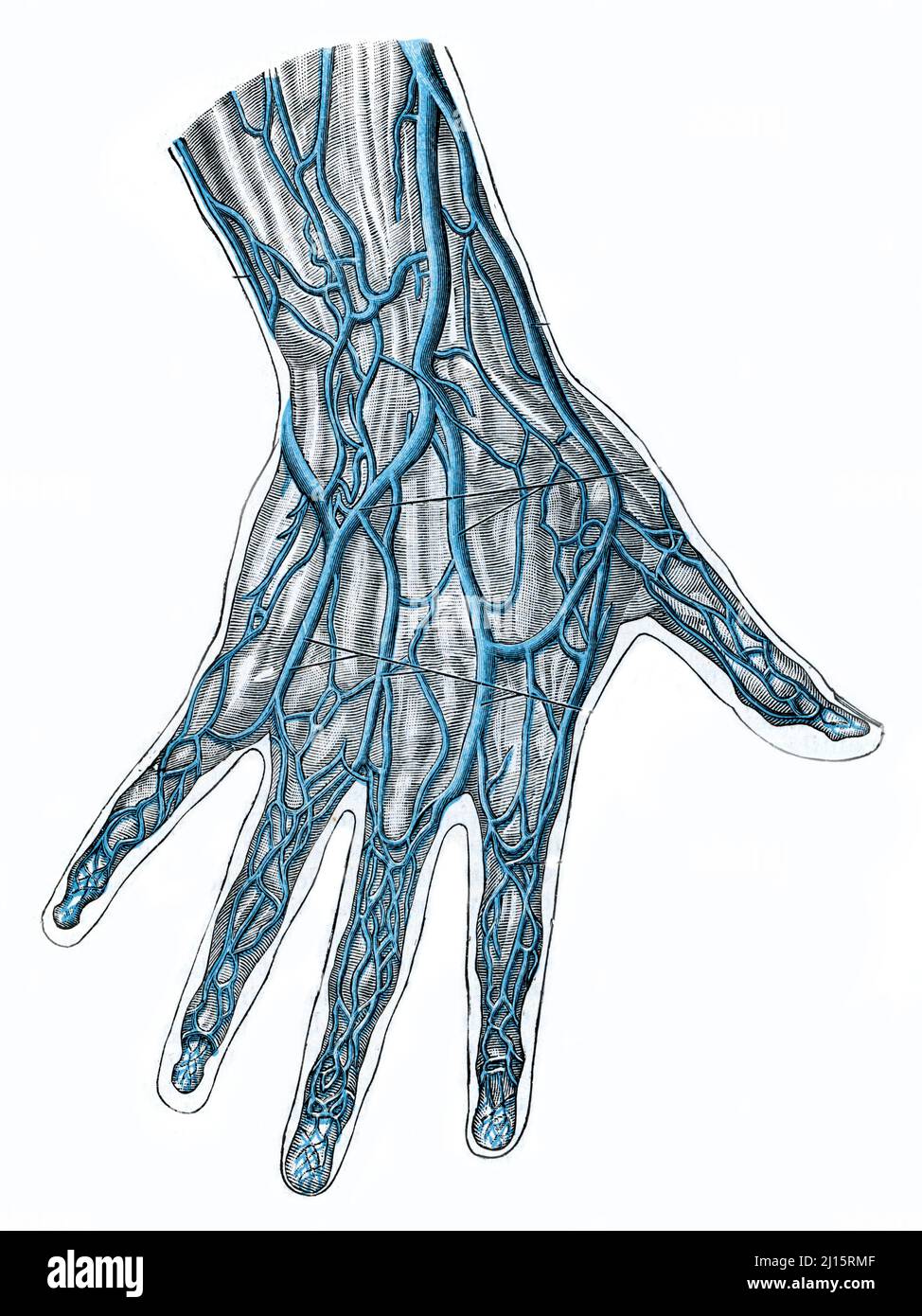 Superficial veins of the hand, illustration Stock Photo - Alamy