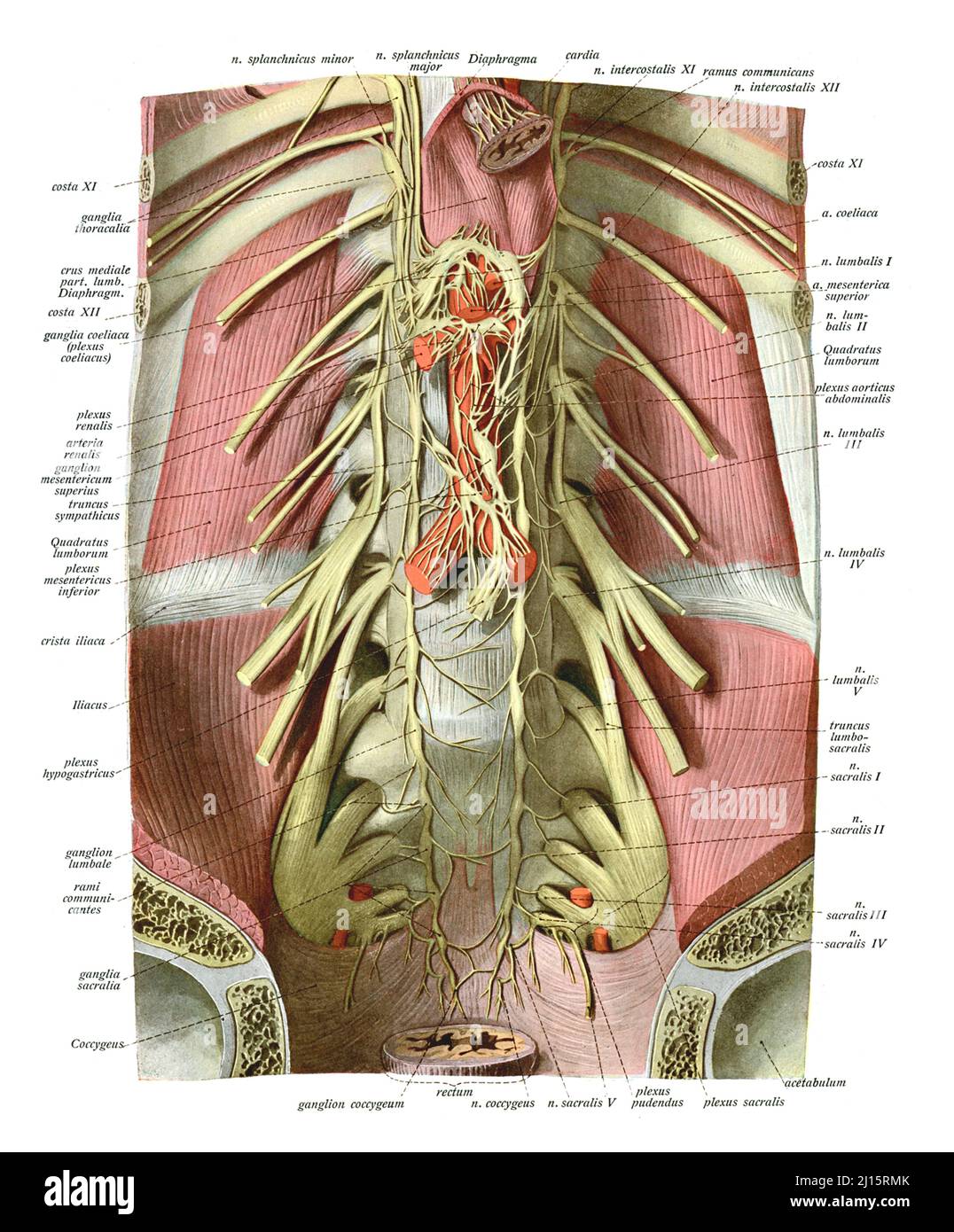 Human abdomen and pelvis, illustration Stock Photo - Alamy
