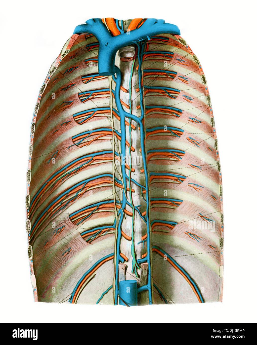 Blood vessels of the chest, illustration Stock Photo - Alamy
