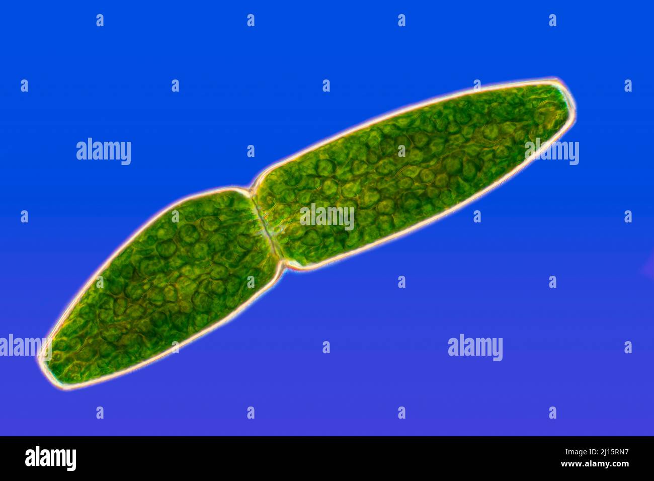Pleurotaenium truncatum algae, light micrograph Stock Photo - Alamy