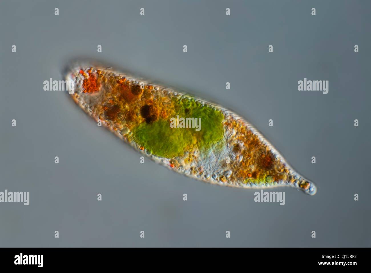 Euglena sp. algae, light micrograph Stock Photo - Alamy