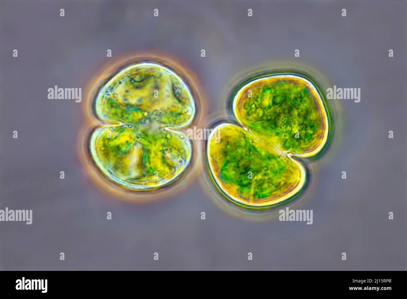 Cosmarium subtumidum cf., algae, light micrograph Stock Photo - Alamy