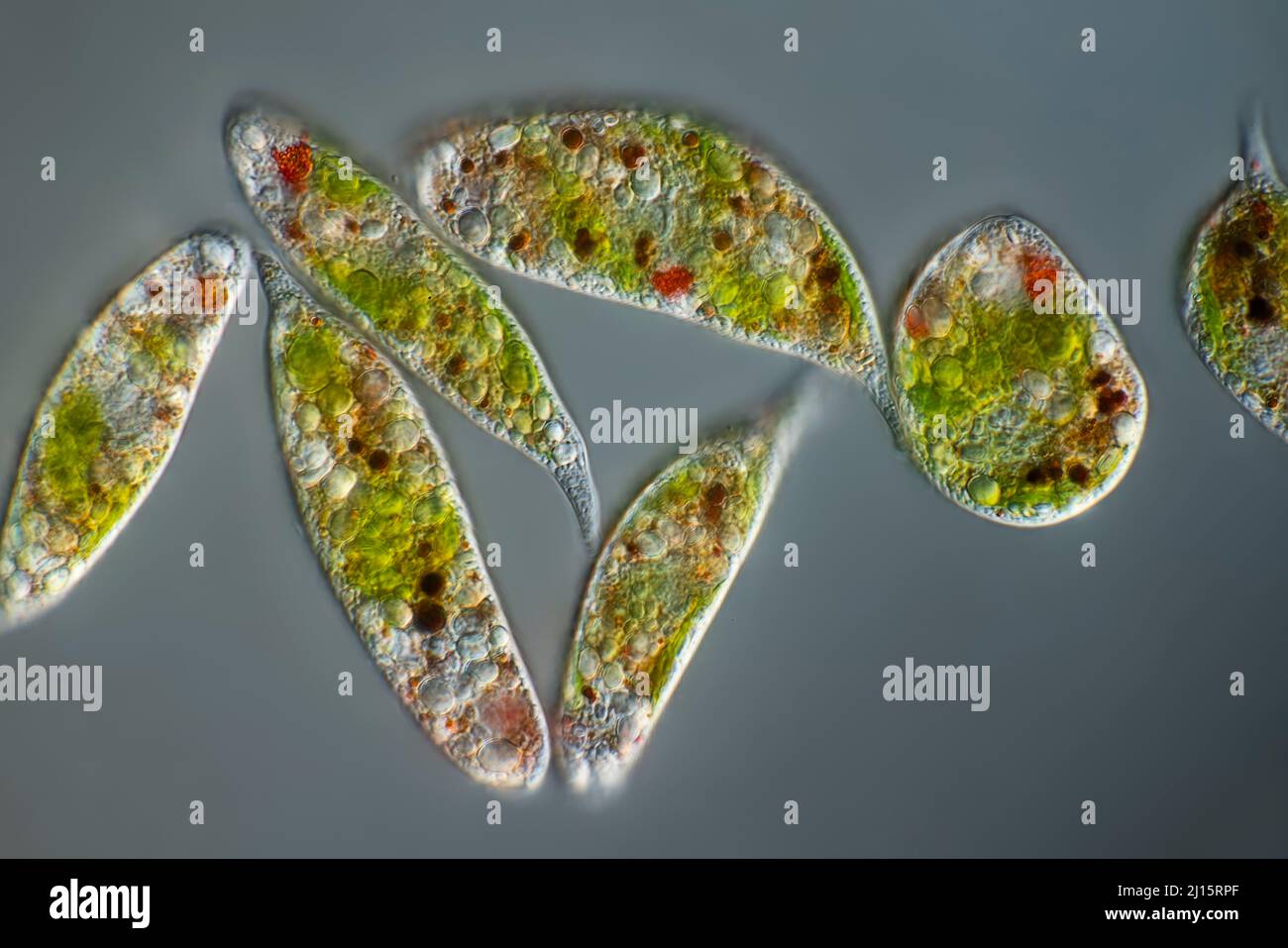 Euglena sp. algae, light micrograph Stock Photo - Alamy