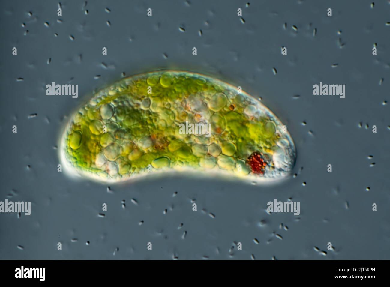 Euglena sp. algae, light micrograph Stock Photo - Alamy