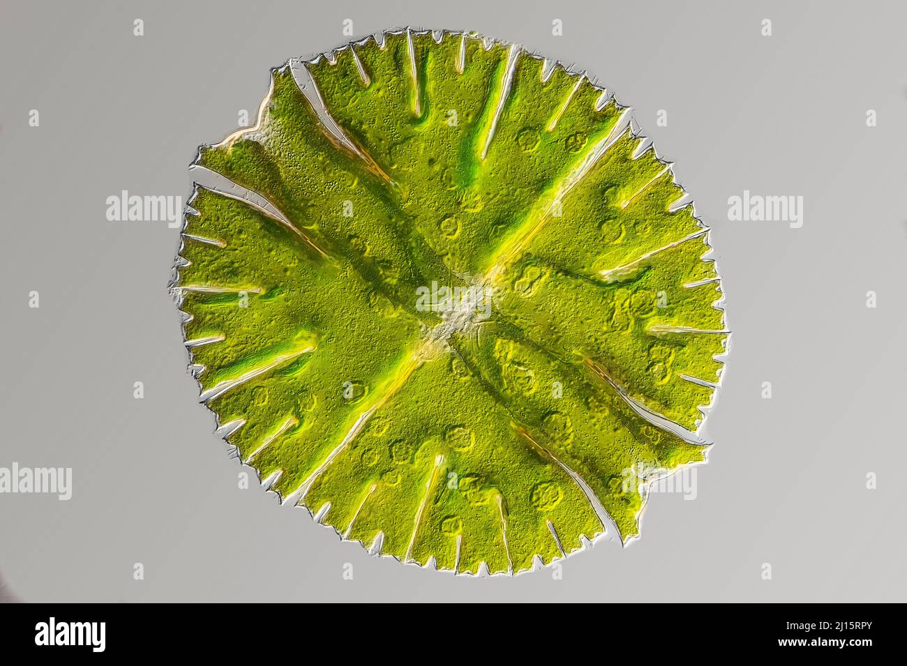 Micrasterias rotata algae, light micrograph Stock Photo - Alamy