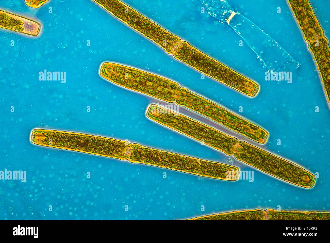 Pleurotaenium ehrenbergii algae, light micrograph Stock Photo - Alamy