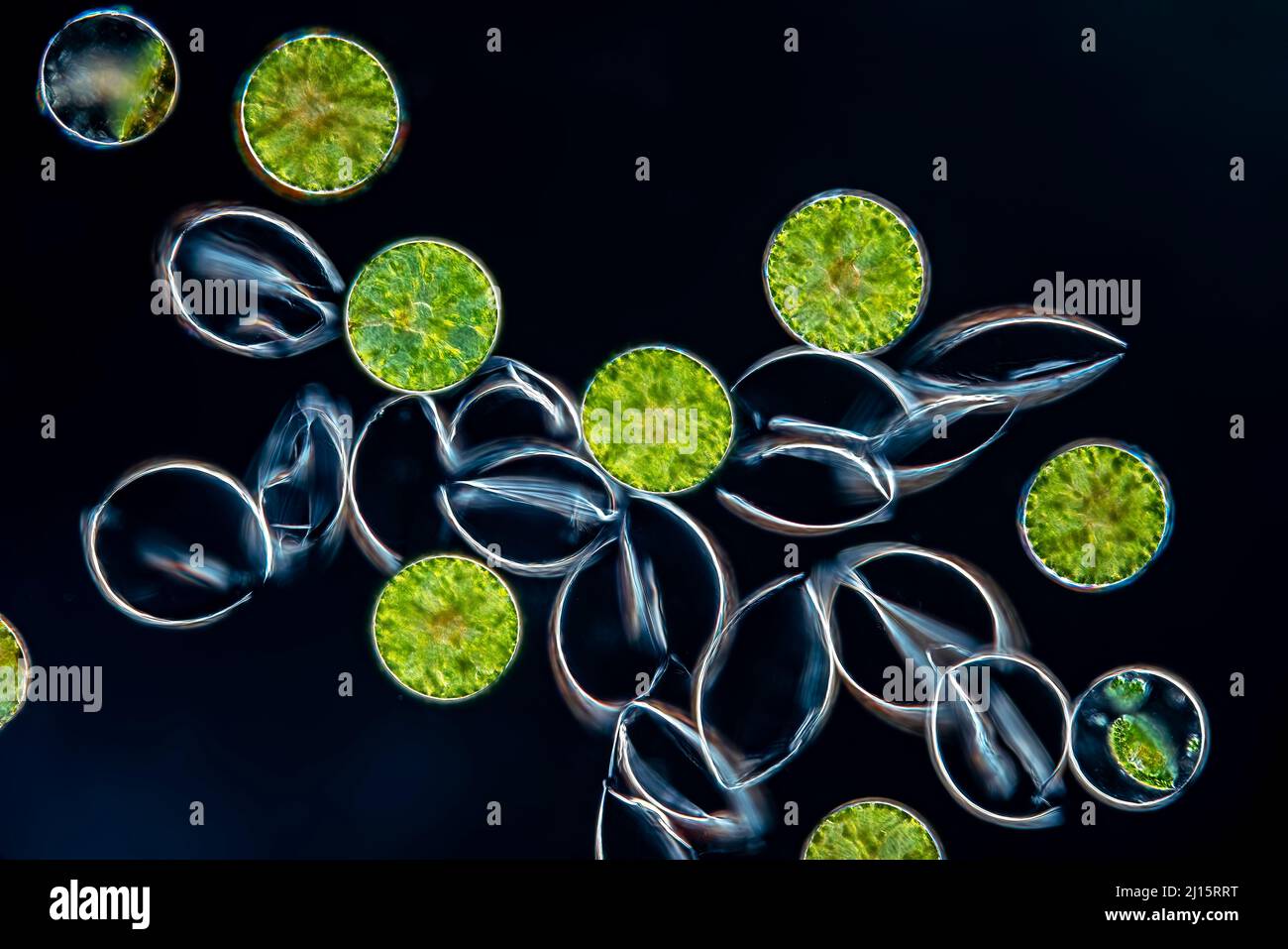 Eremosphaera viridis algae, light micrograph Stock Photo - Alamy