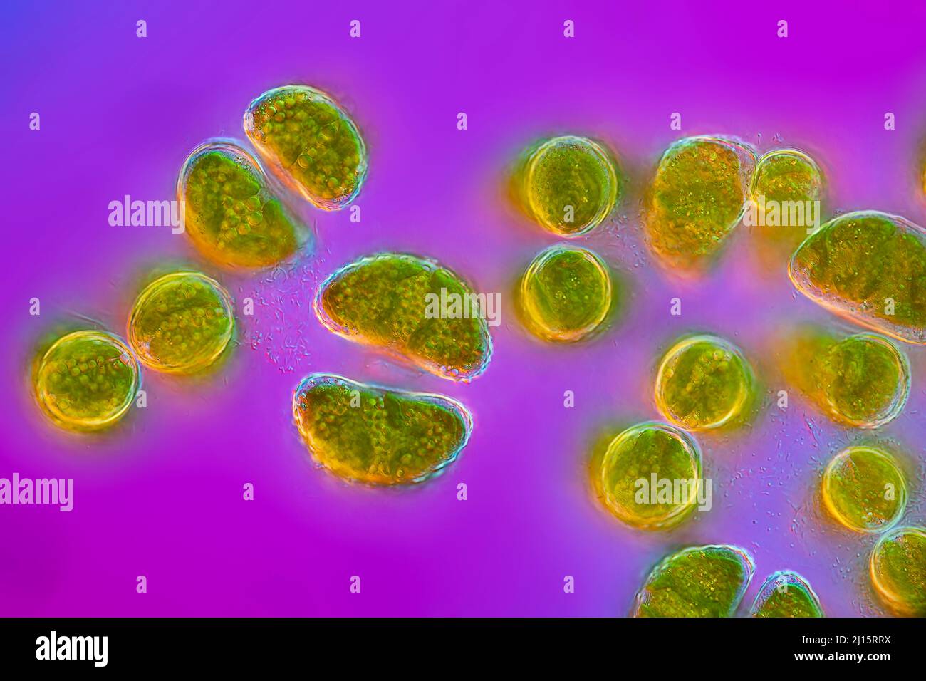 Staurastrum muricatum algae, light micrograph Stock Photo - Alamy