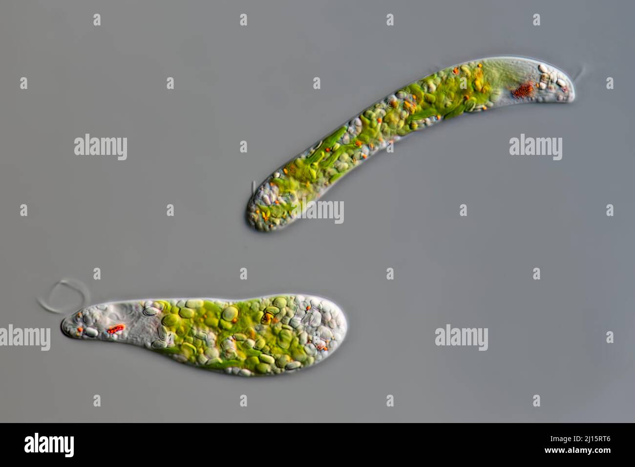 Euglena sp. algae, light micrograph Stock Photo - Alamy