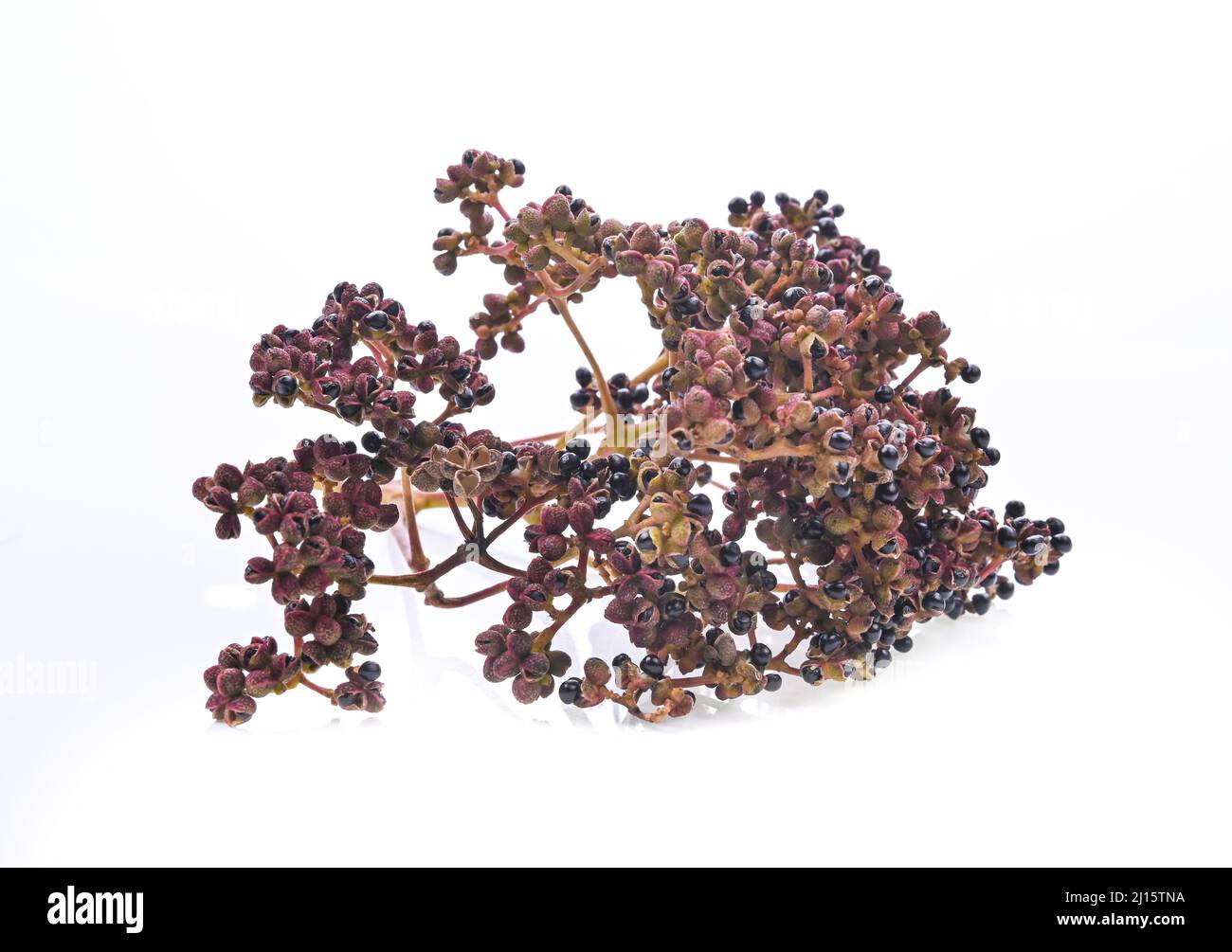 Zanthoxylum limonella Alston is a Thai fragrance.Zanthozylum limonella ...