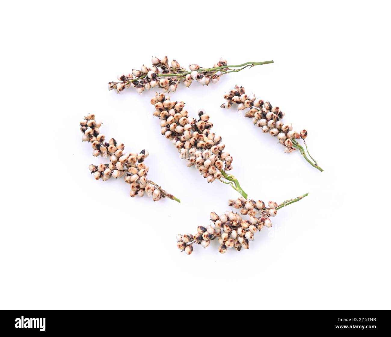 sorghum isolated on white background Stock Photo - Alamy