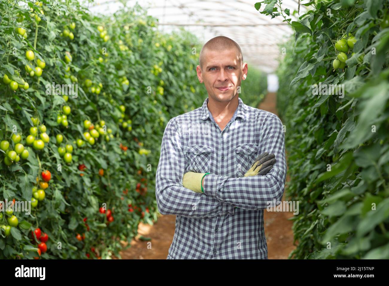Man standing inside big tomato orchard Stock Photo - Alamy