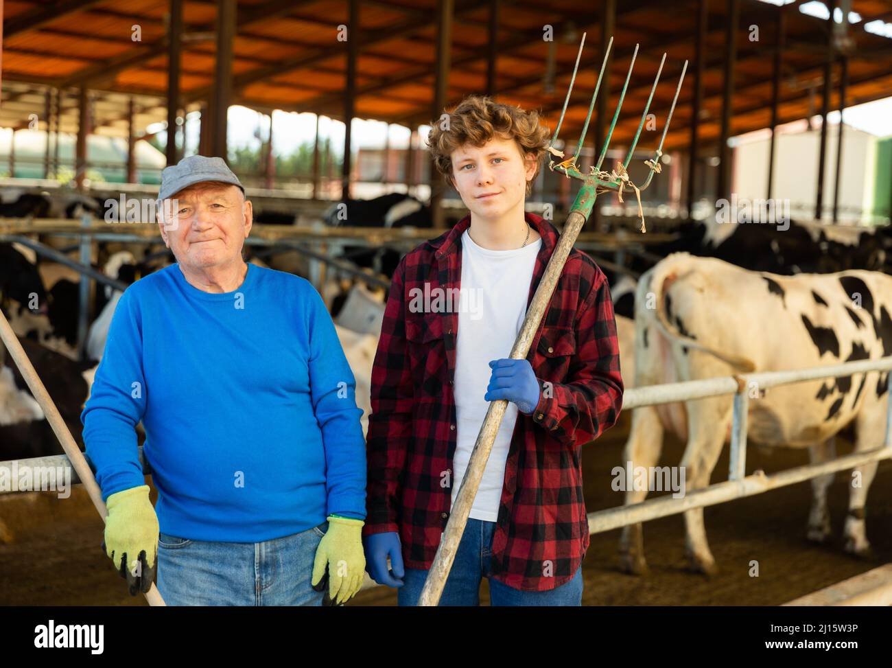 Portrait of an elderly dairy farm owner and his young assistant ...