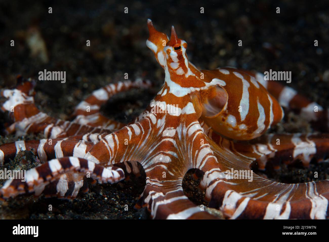A Wunderpus octopus, Wunderpus photogenicus, hunts for small prey, such ...