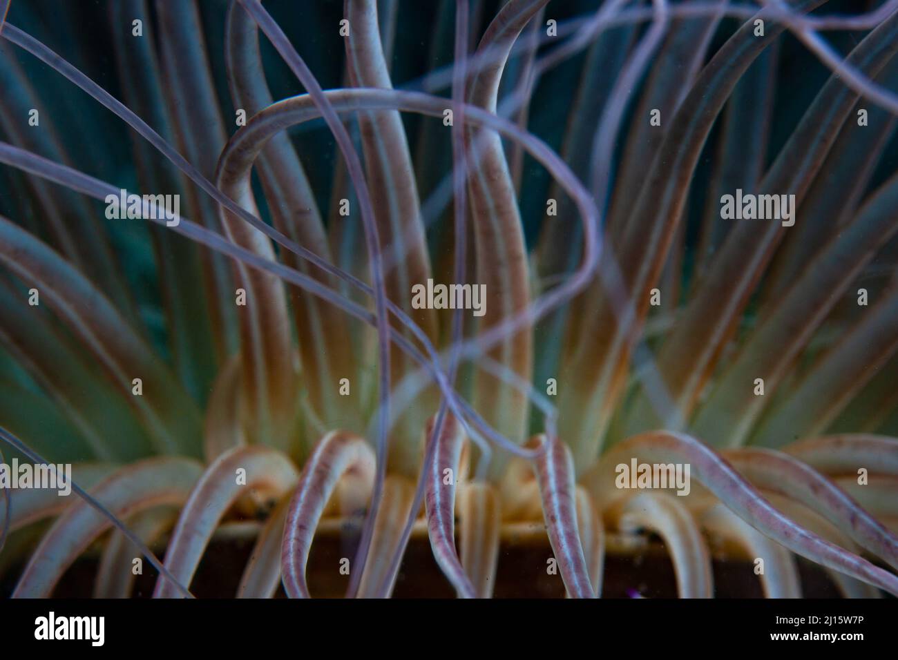 The sinuous tentacles of a tube anemone wave in a current flowing ...