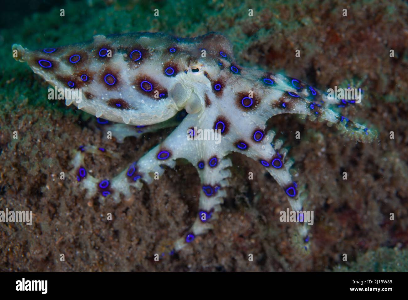 A Blue-ring octopus, Hapalochlaena sp., crawls across the seafloor of ...