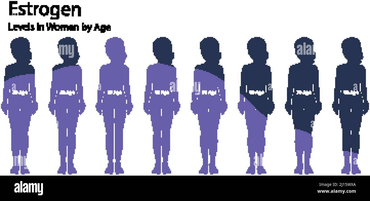 Estrogen levels in women by age illustration Stock Vector Image & Art ...