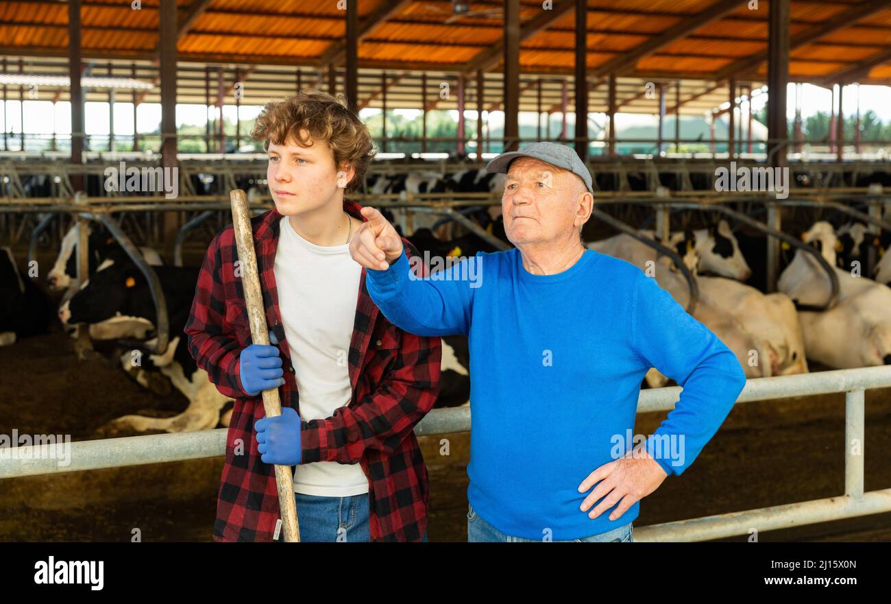 Elderly dairy farm owner tells young helper what to do Stock Photo - Alamy