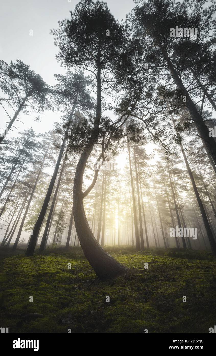 A vertical shot of a curved tree in the forest during sunrise Stock ...