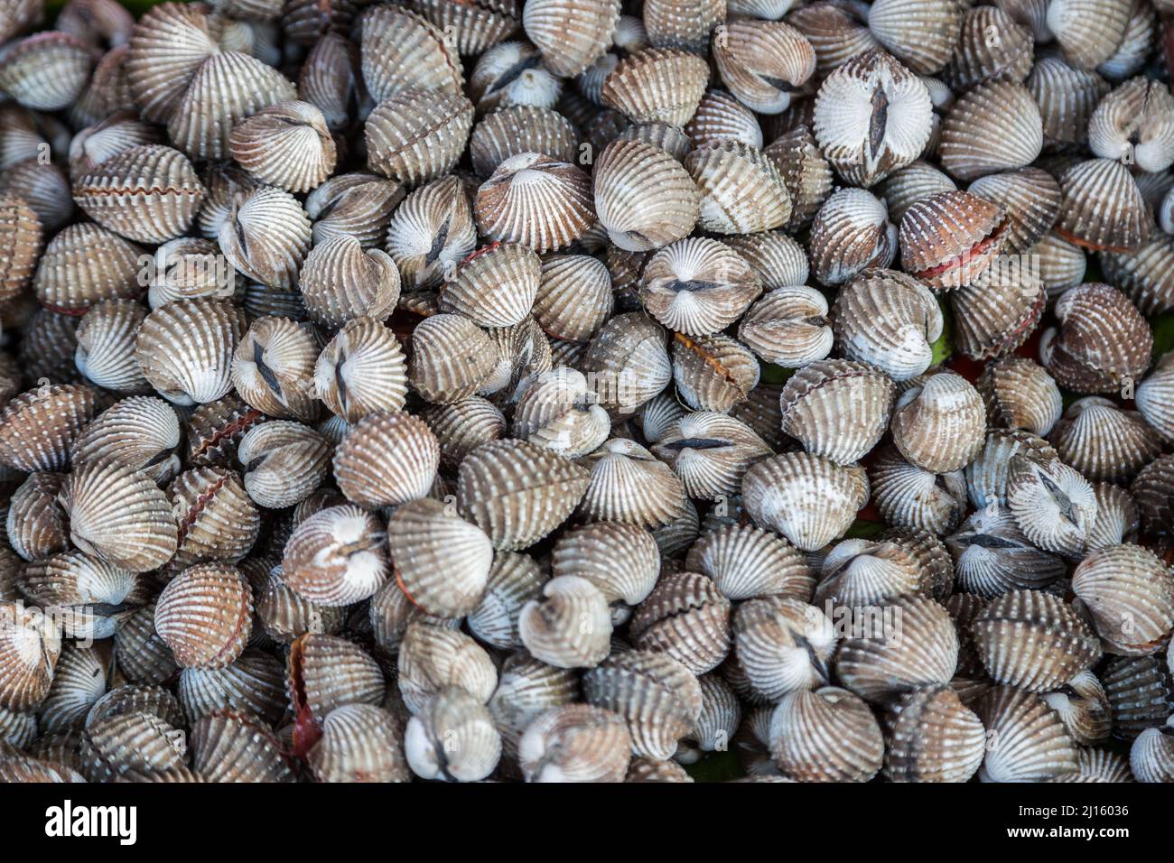 Nature fresh cockles use for food background Stock Photo - Alamy