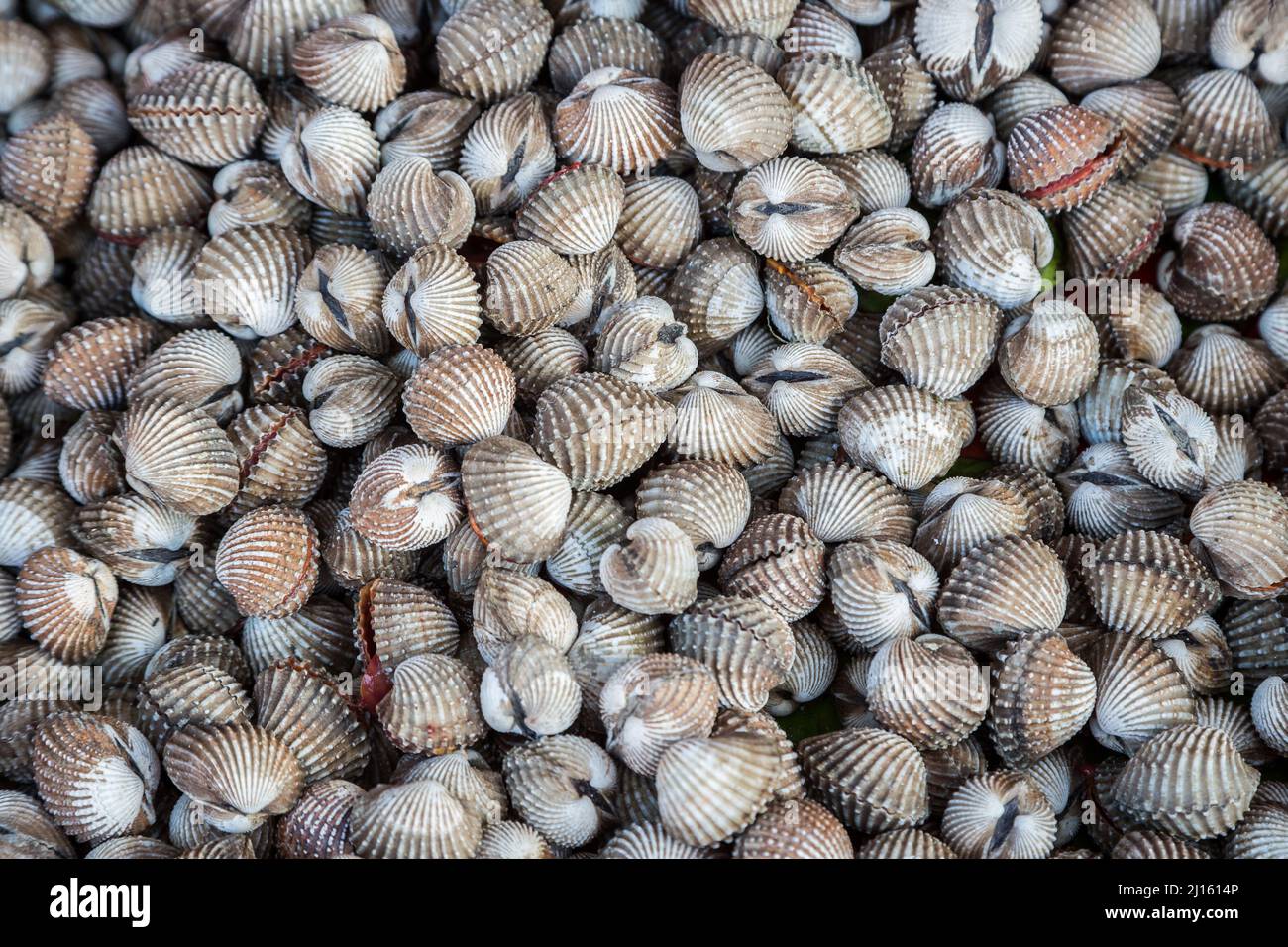 Nature fresh cockles use for food background Stock Photo - Alamy