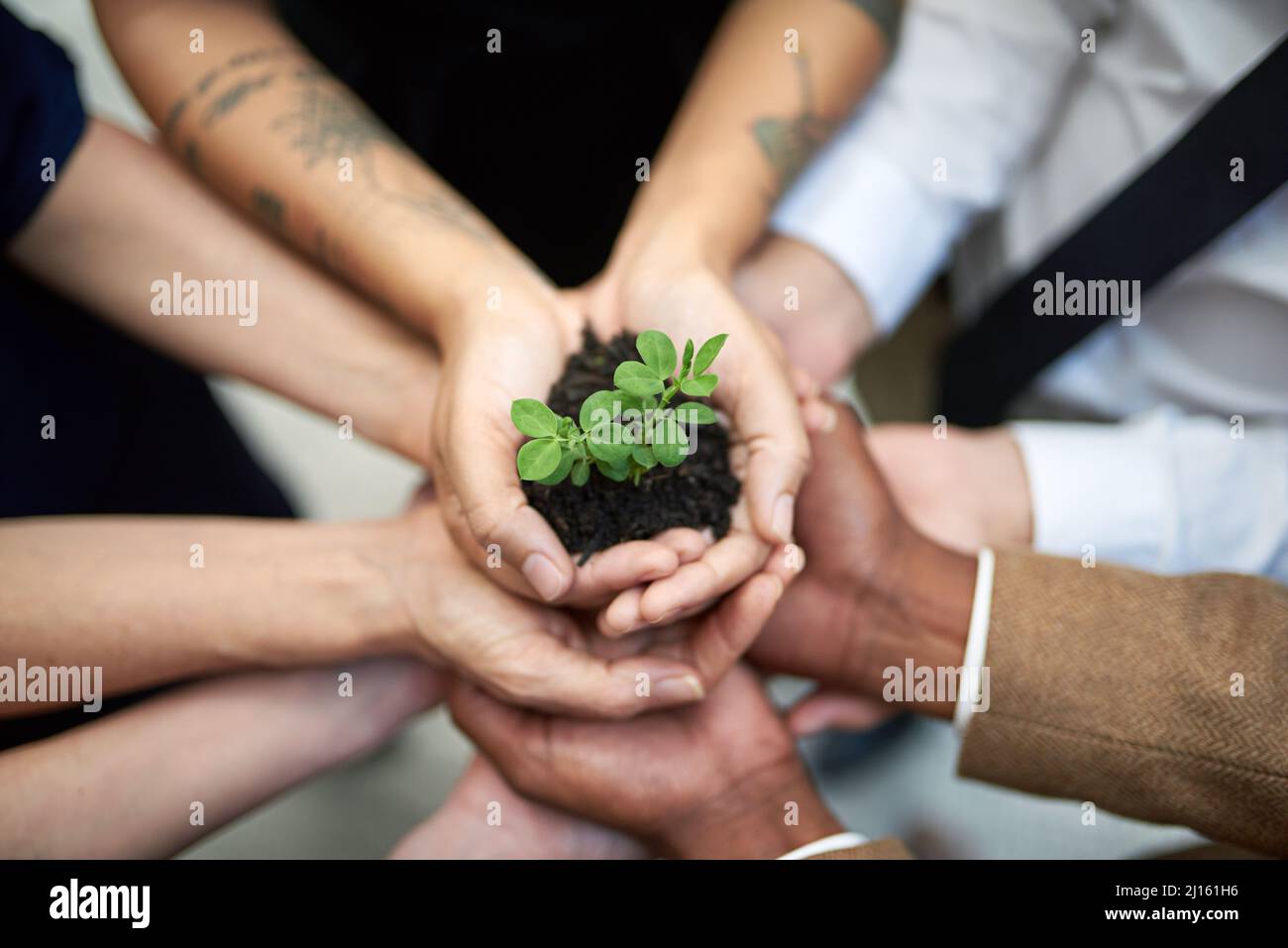 Hands cupping seedling hi-res stock photography and images - Alamy